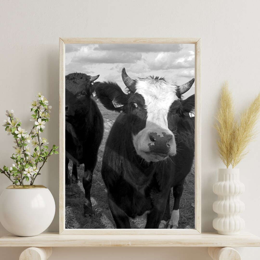 Black and White Dairy Cow Print - Etsy