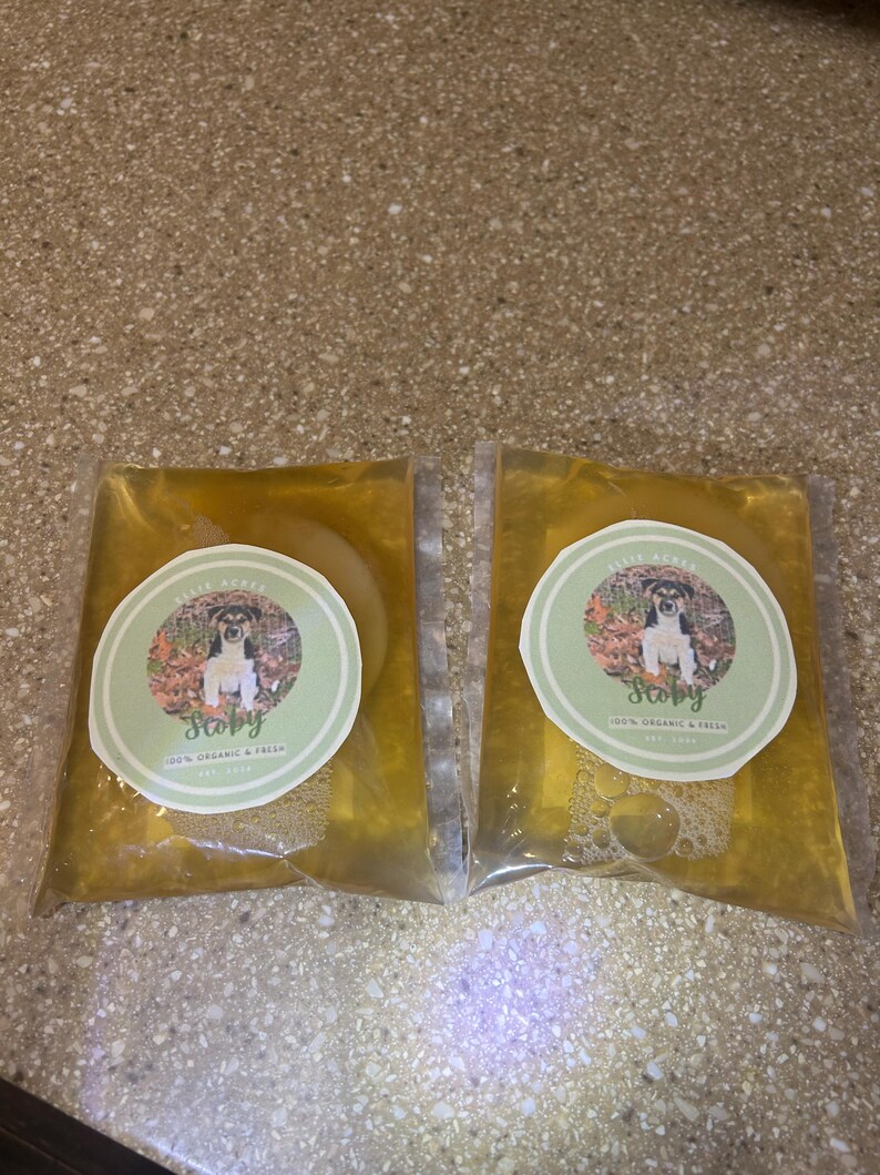 Live Kombucha SCOBY With Starter Tea- Organic, Fresh, and Ready to Brew ...