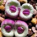 Rare 100+SEEDS Conophytum Pageae Red Lip Succulent Seeds Pink ...