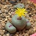 Rare 100+SEEDS Conophytum Pageae Red Lip Succulent Seeds Pink ...