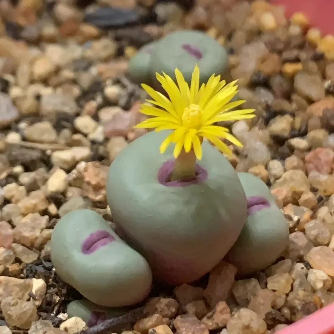 Rare 100+SEEDS Conophytum Pageae Red Lip Succulent Seeds Pink ...