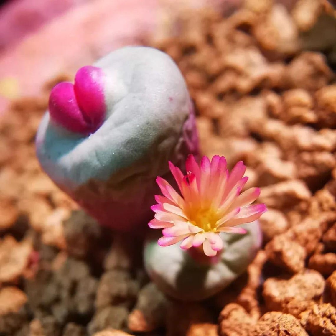 Rare 100+SEEDS Conophytum Pageae Red Lip Succulent Seeds Pink ...