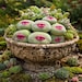 Rare 100+SEEDS Conophytum Pageae Red Lip Succulent Seeds Pink ...