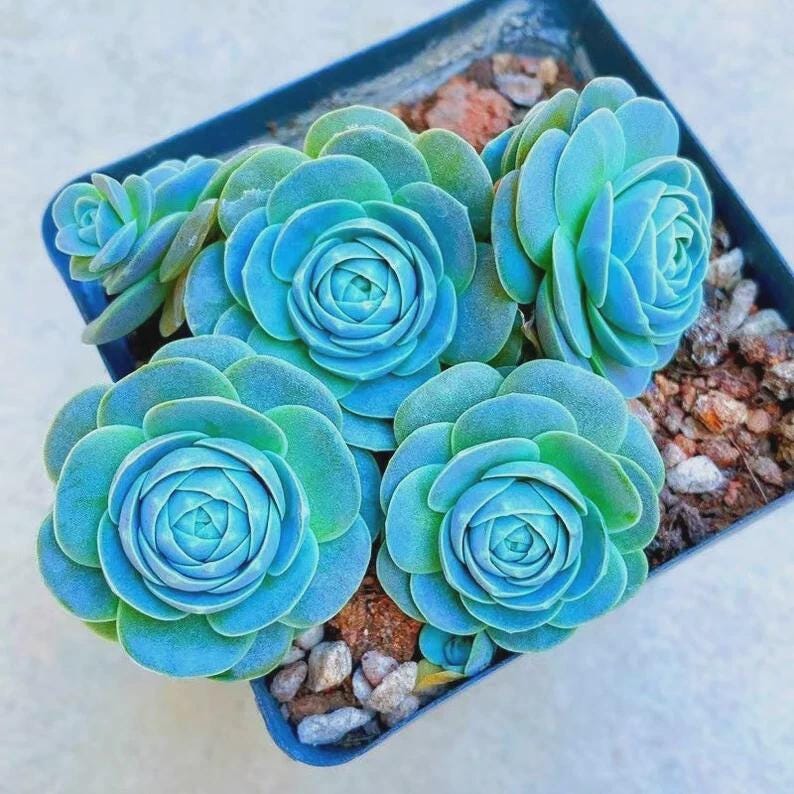 Blue Succulents Witchford Lithops Seeds, Cactus Seeds, 100pcs/pack - Etsy