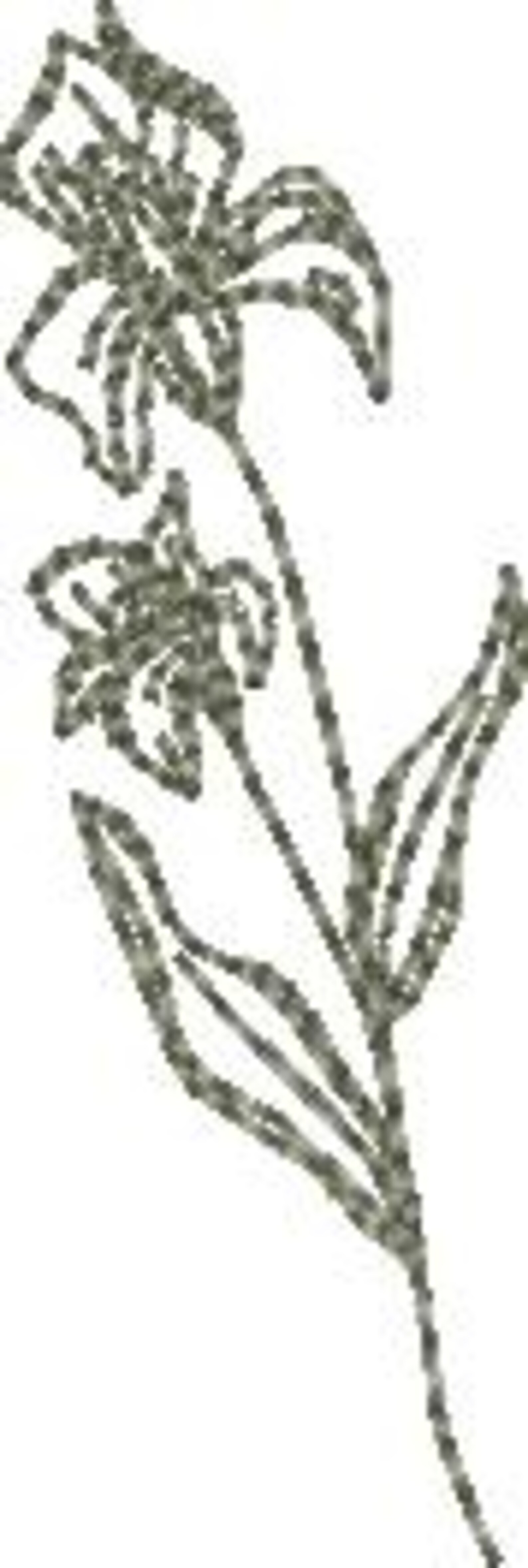 Reem Name Embroidery File: Calligraphy Art (digital Download) - Etsy