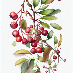 Cranberry Fruit Wall Art Fruit Printable Art Cranberry - Etsy