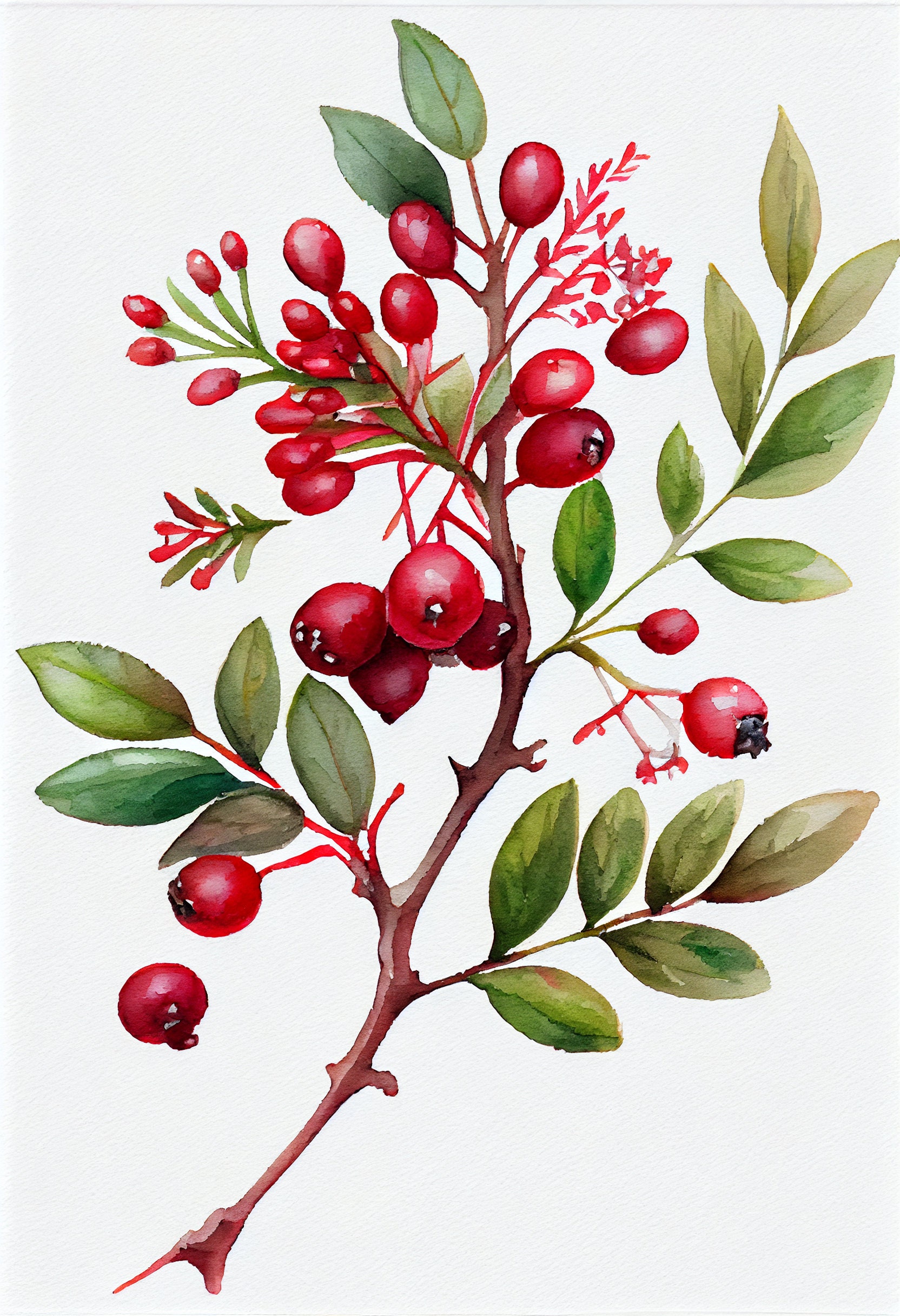 Cranberry Fruit Wall Art, Fruit Printable Art, Cranberry Print, Fruit ...