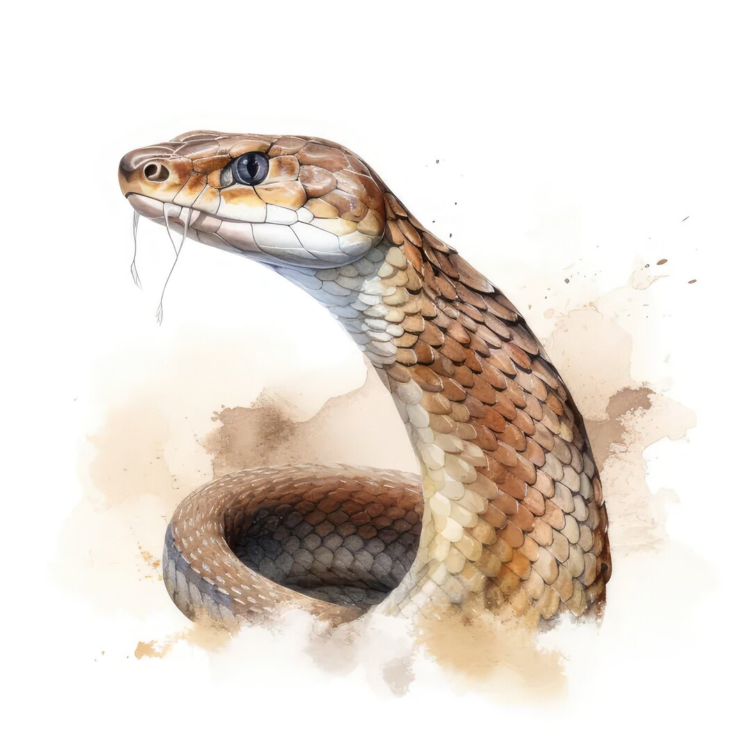 Australian Brown Snake Clipart, 13 High Quality Jpgs, Venomous Snake ...