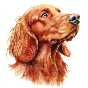 12 Irish Setter Dog Clipart Images High-resolution 300 DPI Dog Lover ...