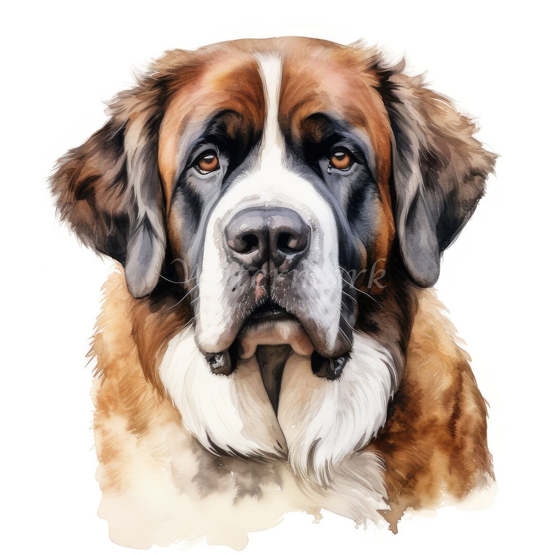 St Bernard Dog Clipart, 12 High Quality Jpgs 300 DPI Digital Prints ...