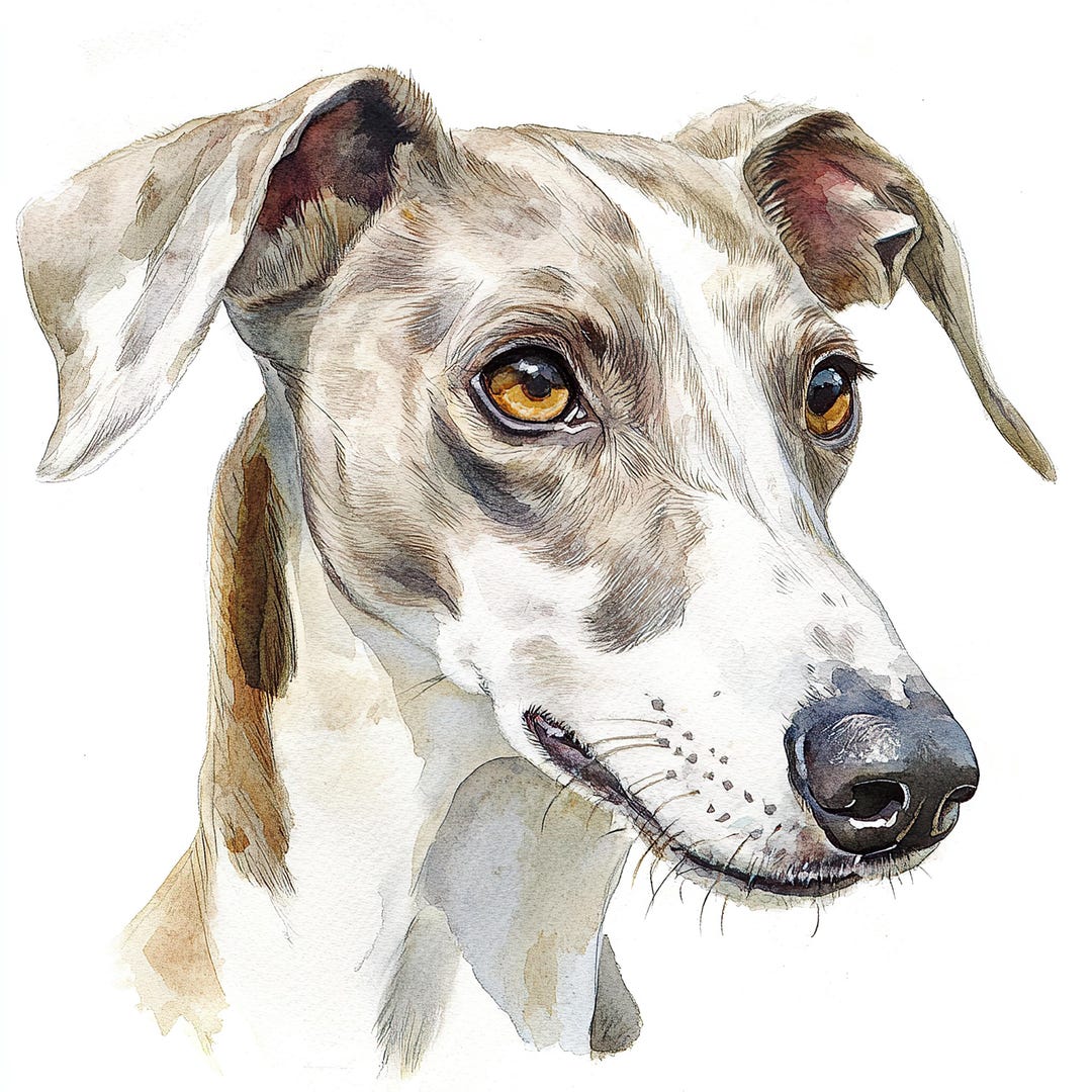 Greyhound Dog Clipart Bundle: Elegant Racing Dog Art (digital Download ...