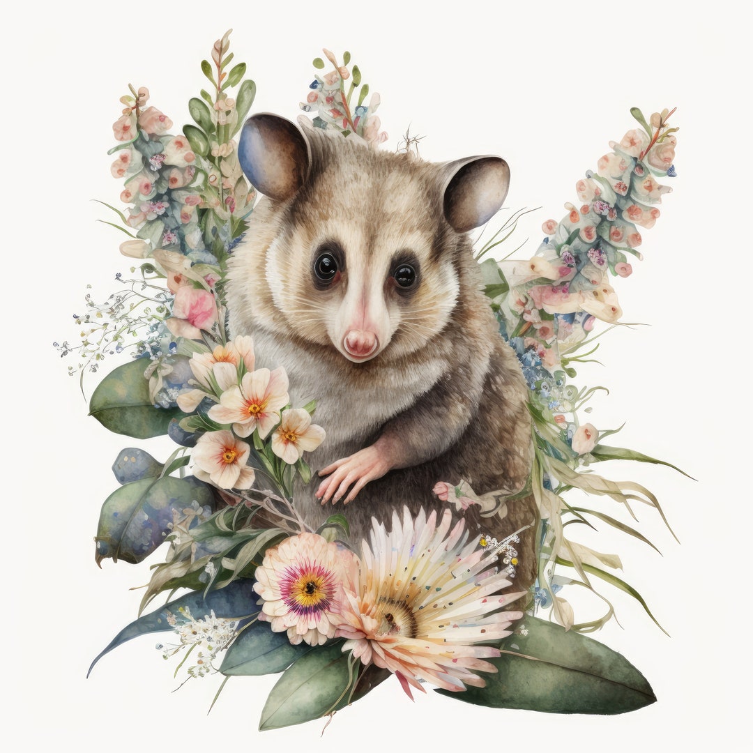 Australian Possum With Flowers Clipart, 16 High Quality Jpgs, Digital ...