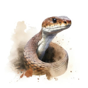 Australian Brown Snake Clipart, 13 High Quality Jpgs, Venomous Snake ...