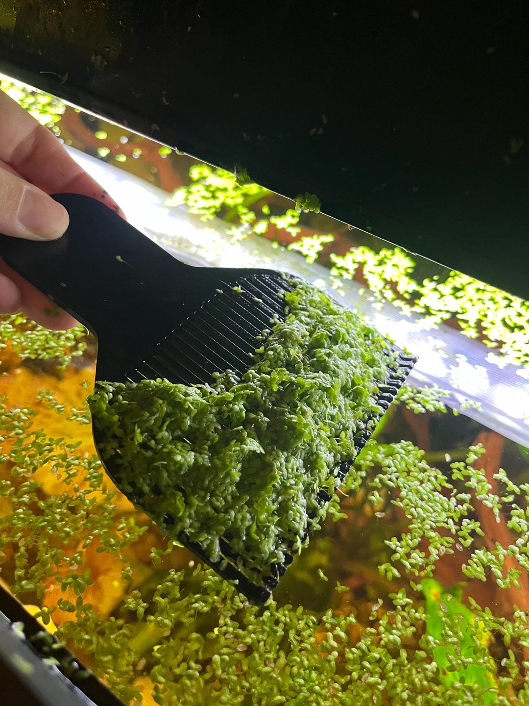Duck Weed Remover Rake - Floating Plants - Etsy