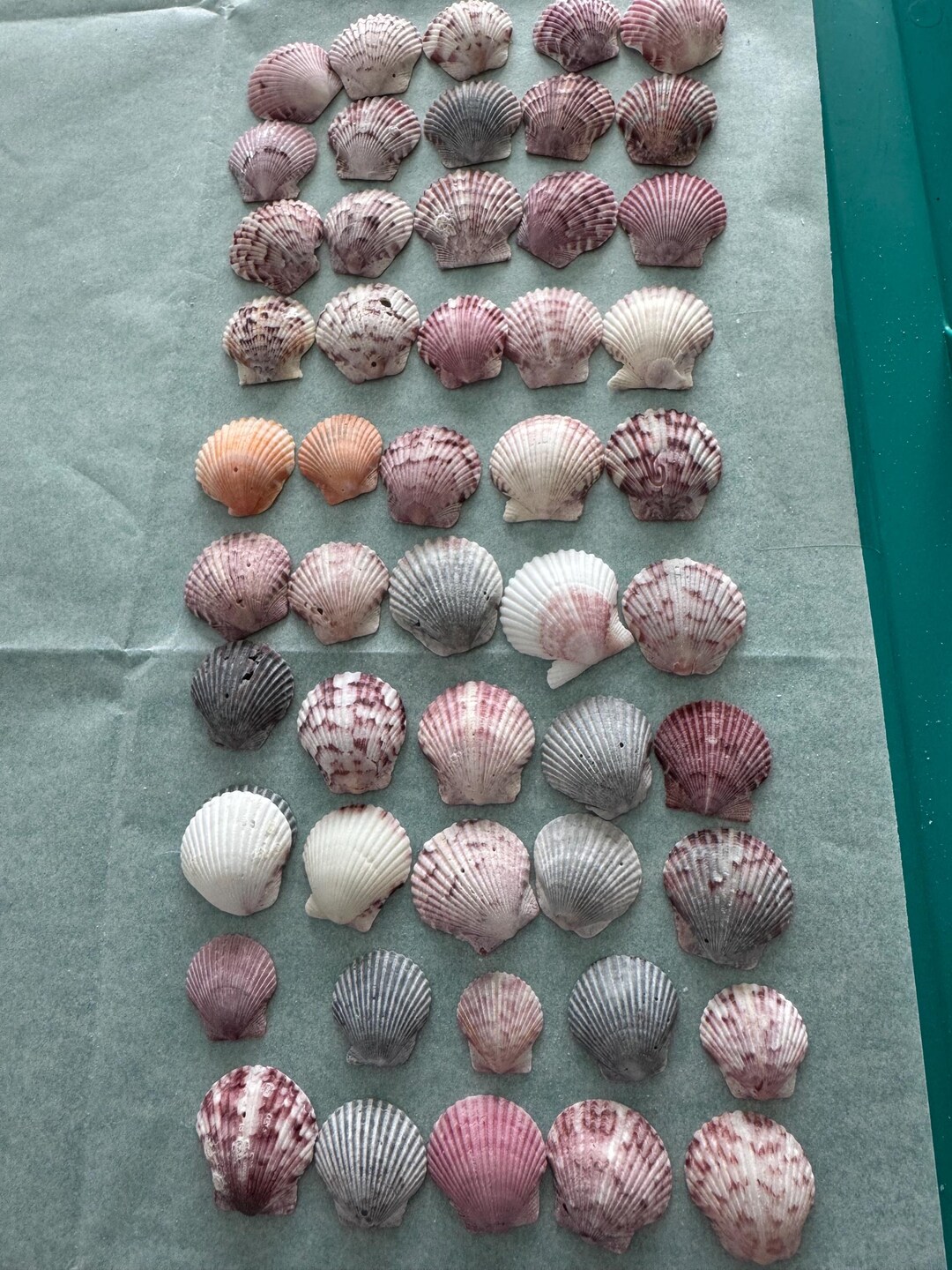 Lot/50 Calico Tiny Scallop Sea Shells- Less Than 1" - Etsy