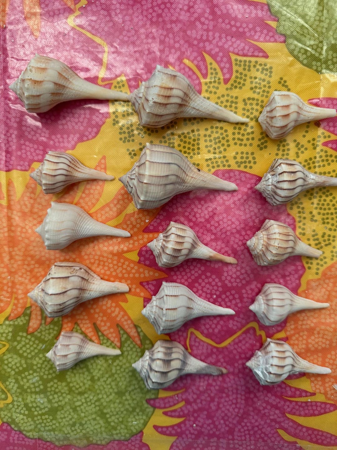Lot/15 Lightning Welk Seashells - Etsy