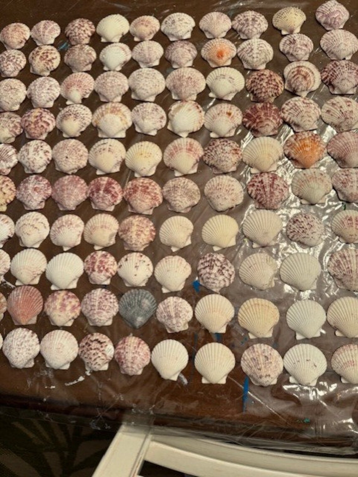 Lot/50 Calico Scallop Sea Shells 1.52 - Etsy