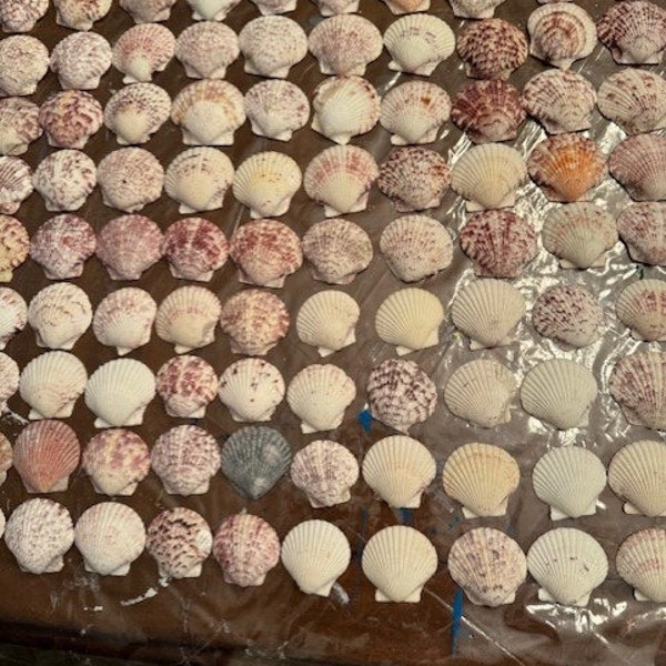 Scallop Shell - Etsy