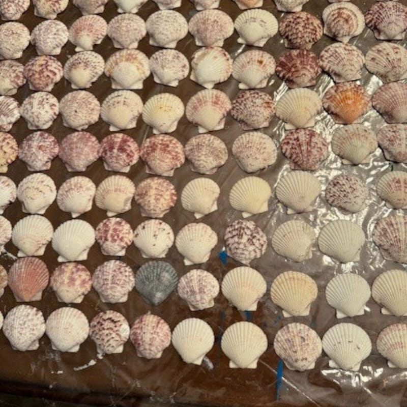 Calico Scallop Shell - Etsy