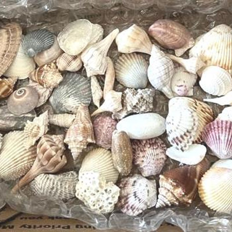 Seashell Collection Lot - Etsy