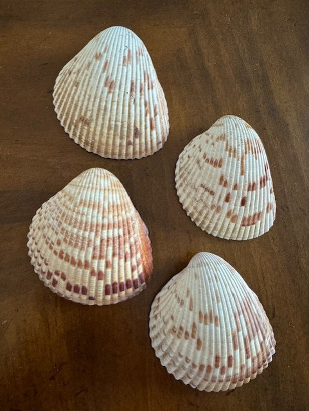 Lot/4 Large Atlantic Cockle Seashells - Etsy