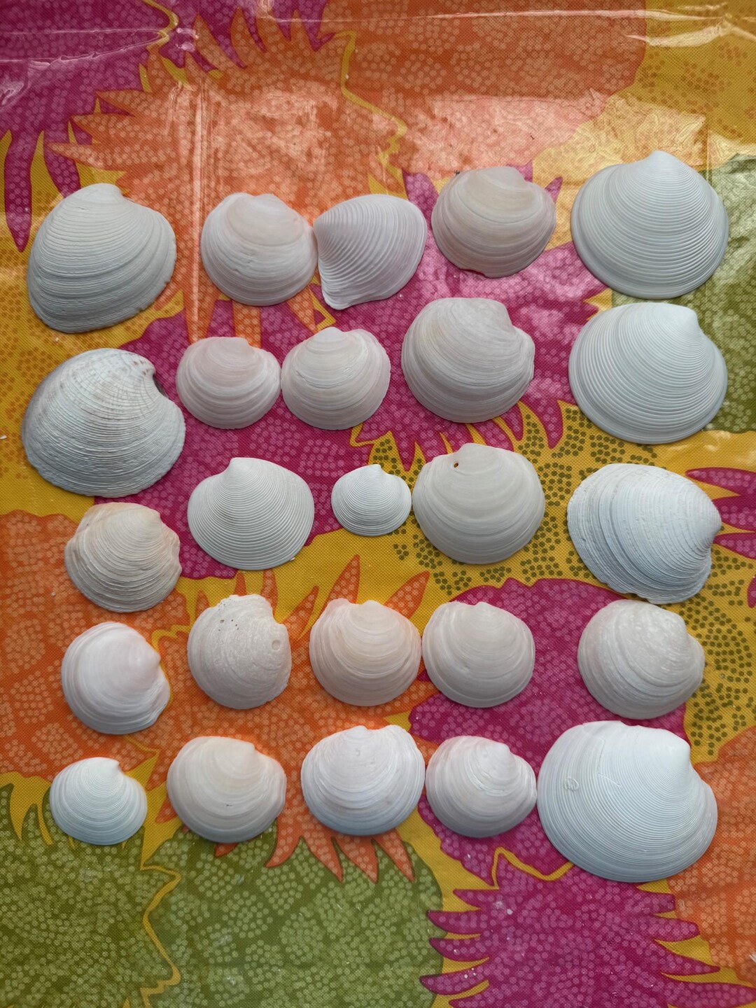 Lot/25 Buttercup Lucine/clam Shells - Etsy