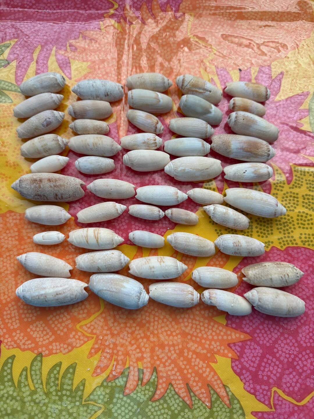 Lot/50 Unpolished Olive Seashells - Etsy