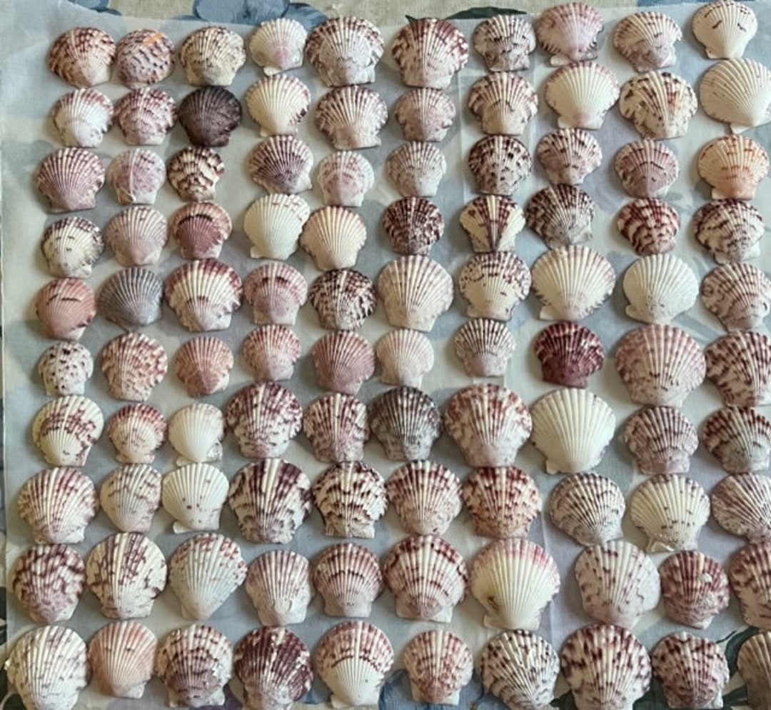 Lot/50 Calico Scallop Sea Shells - Etsy