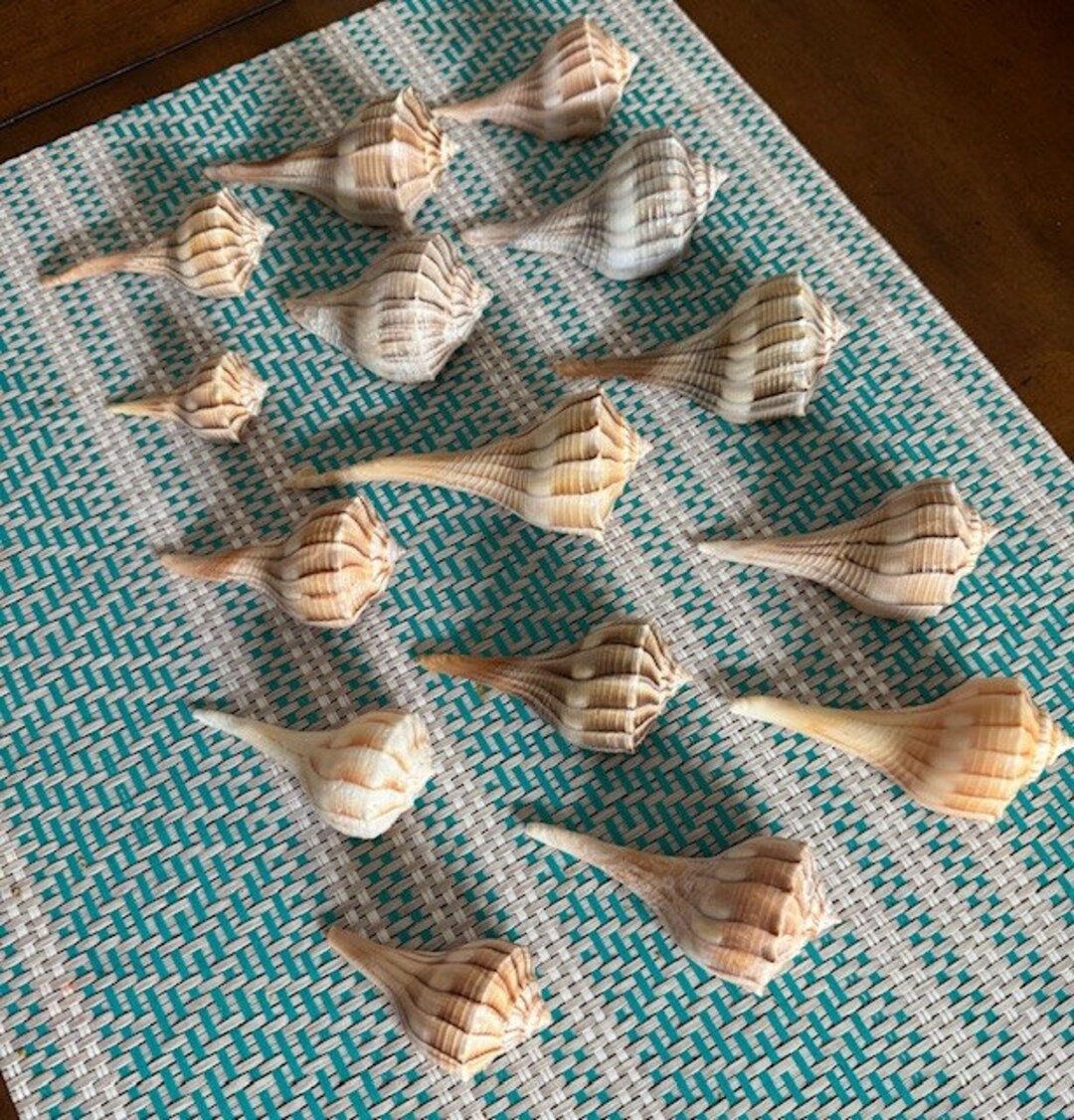 Lot/15 Lightning Welk Seashells - Etsy