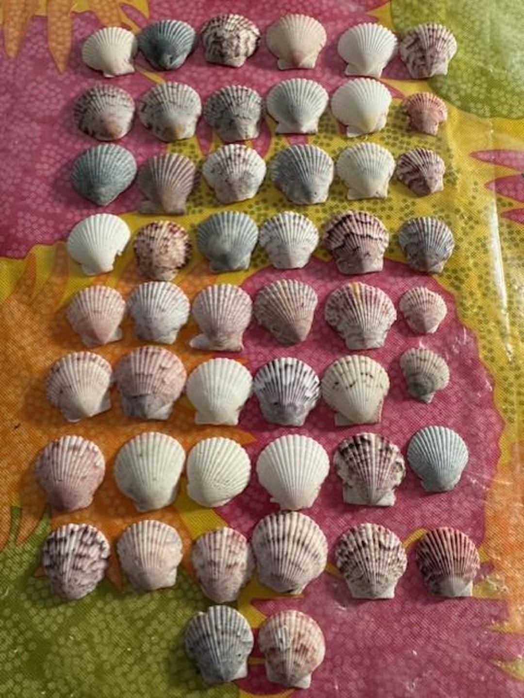 Lot/50 Calico Small Scallop Sea Shells 1" or Less - Etsy