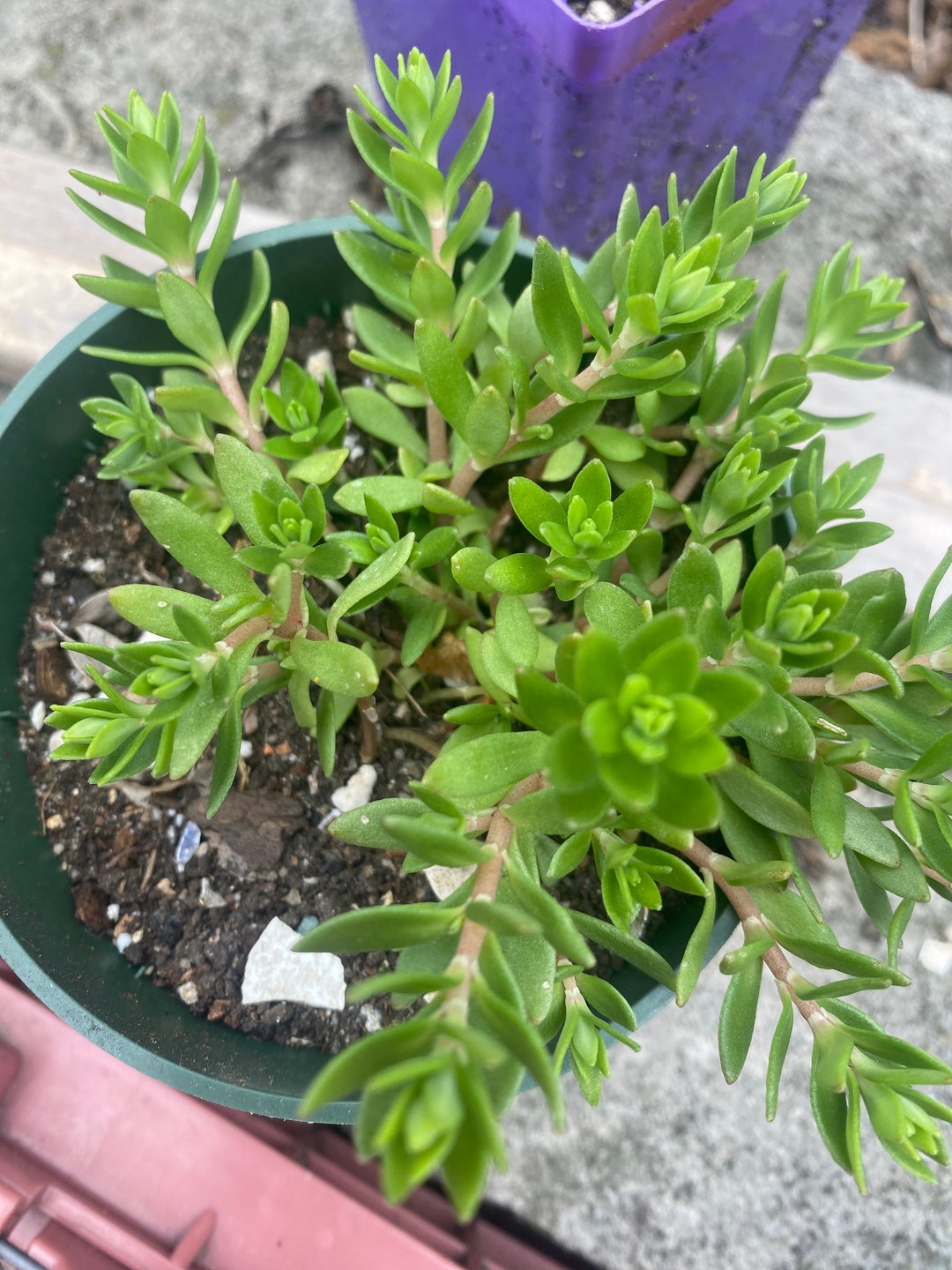 Stringy Stonecrop LIVE Plant Succulent LOW MAINTENANCE - Etsy