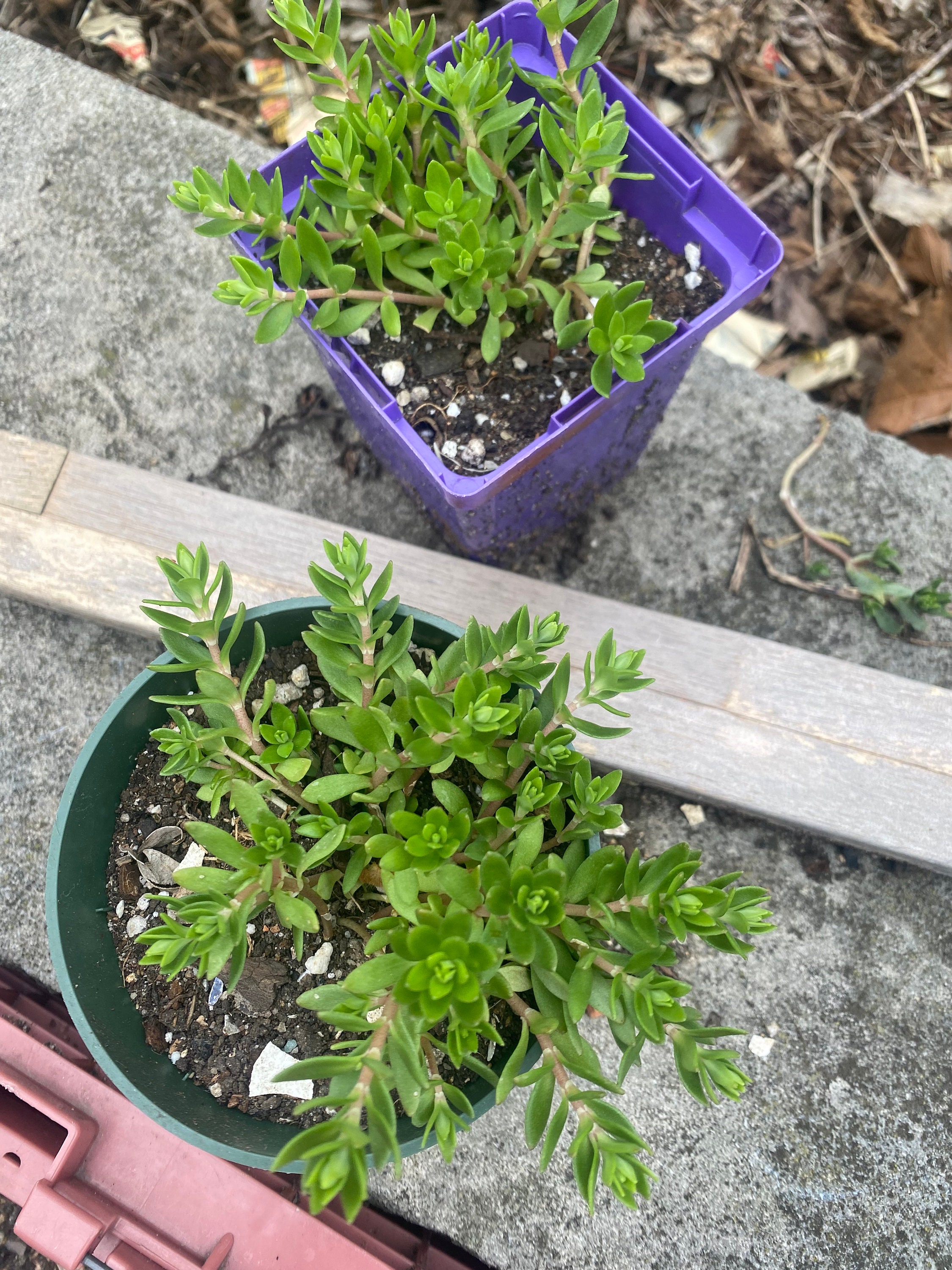 Stringy Stonecrop LIVE Plant Succulent LOW MAINTENANCE - Etsy