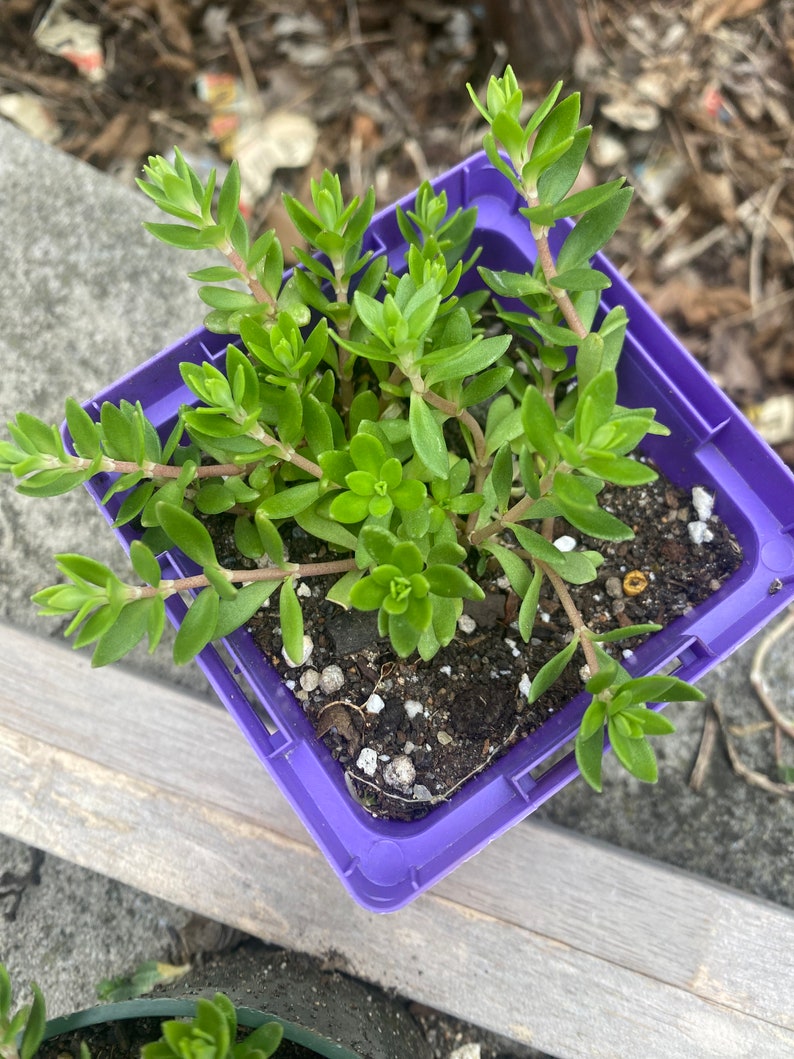Stringy Stonecrop LIVE Plant Succulent LOW MAINTENANCE - Etsy