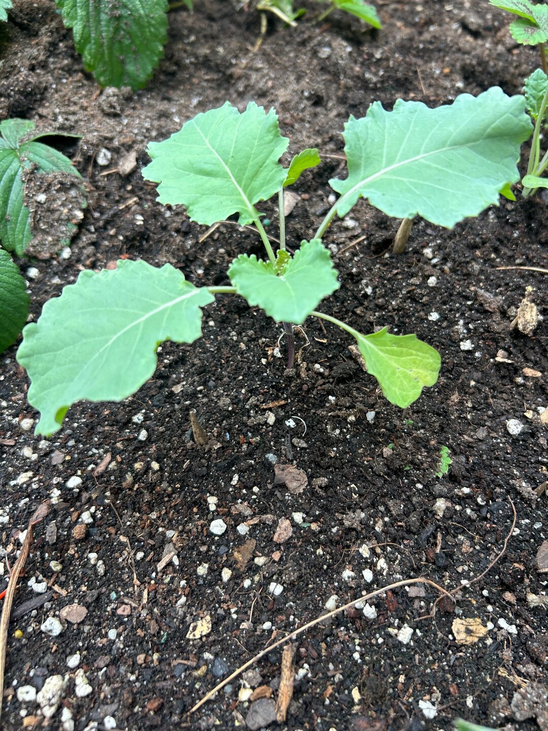 Dwarf Blue Curled Scotch Curly Kale Plant ORGANIC - Etsy