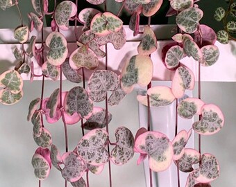 Variegated String of Hearts - Etsy