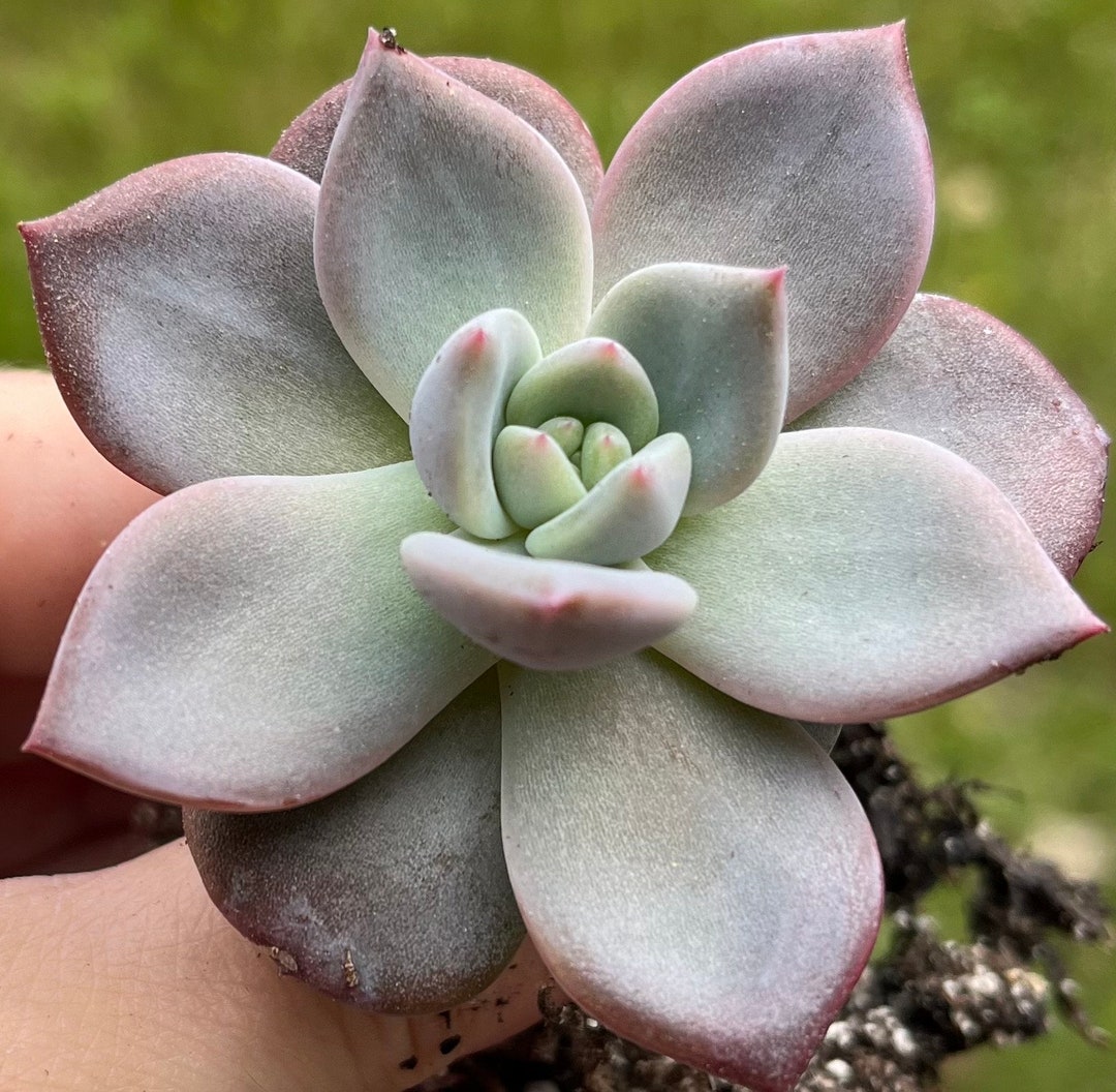 Echeveria Ruby Blush hybrid 2.75 Seed Grown Ships Bare Root - Etsy