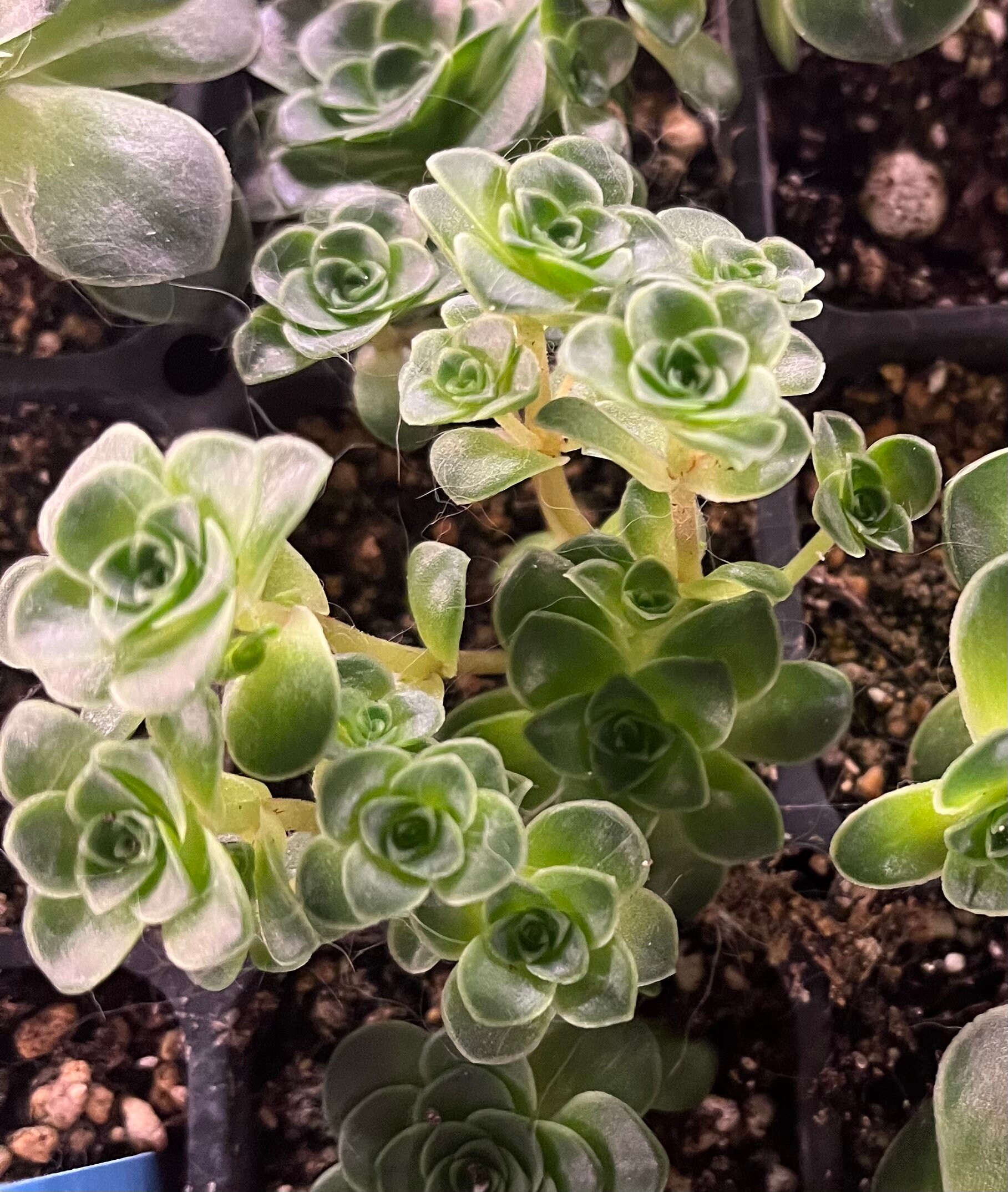 Greenovia Alojera Mountain Rose Clusters Seed Grown YELLOW IN - Etsy