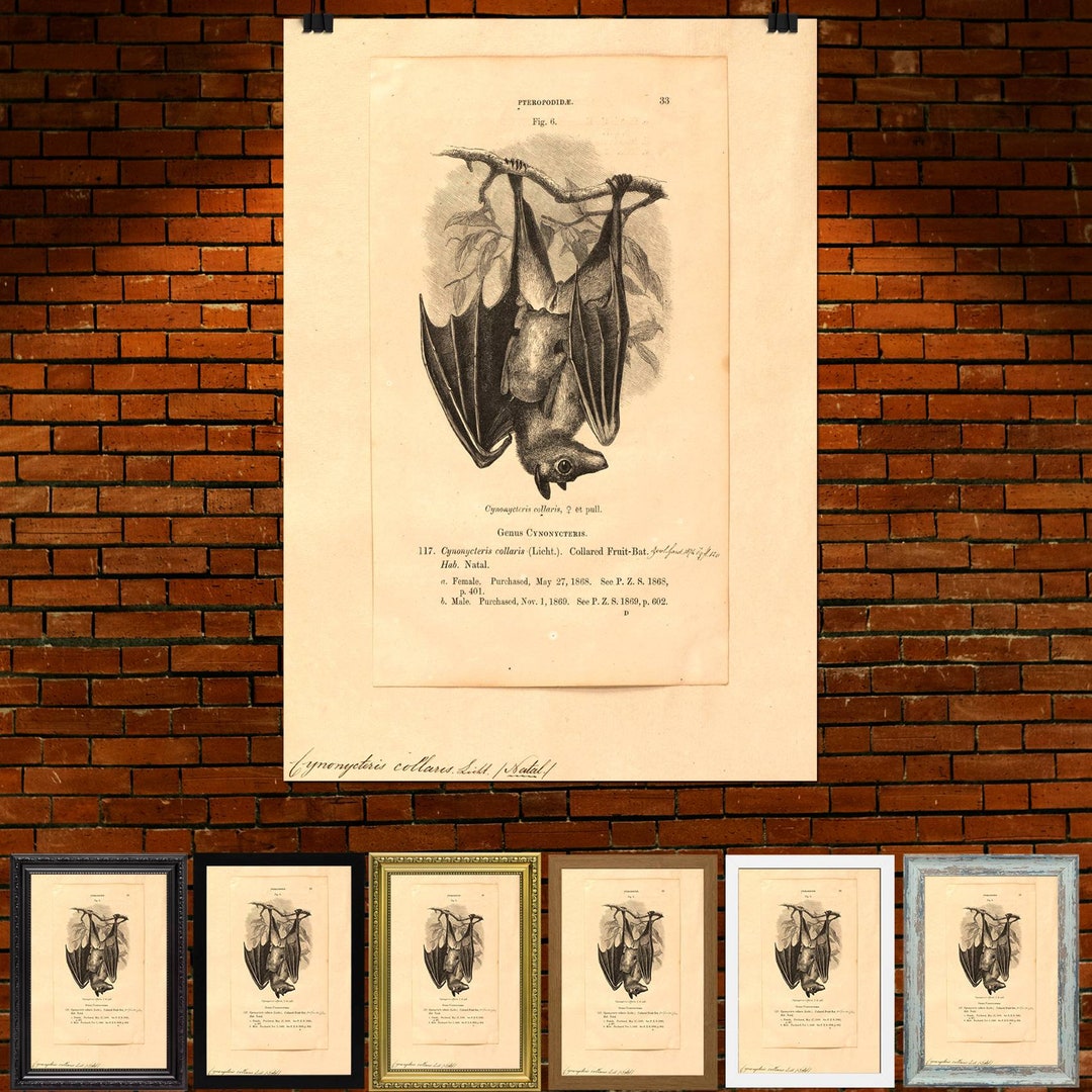 Vintage Bat Egyptian Fruit Bat Poster Frame Multiple Sizes - Etsy