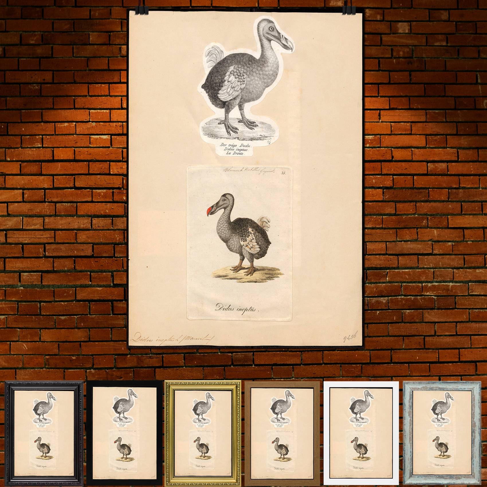 Dodo Drawings and Illustrations of the Bird Didus Ineptus 2 - Etsy
