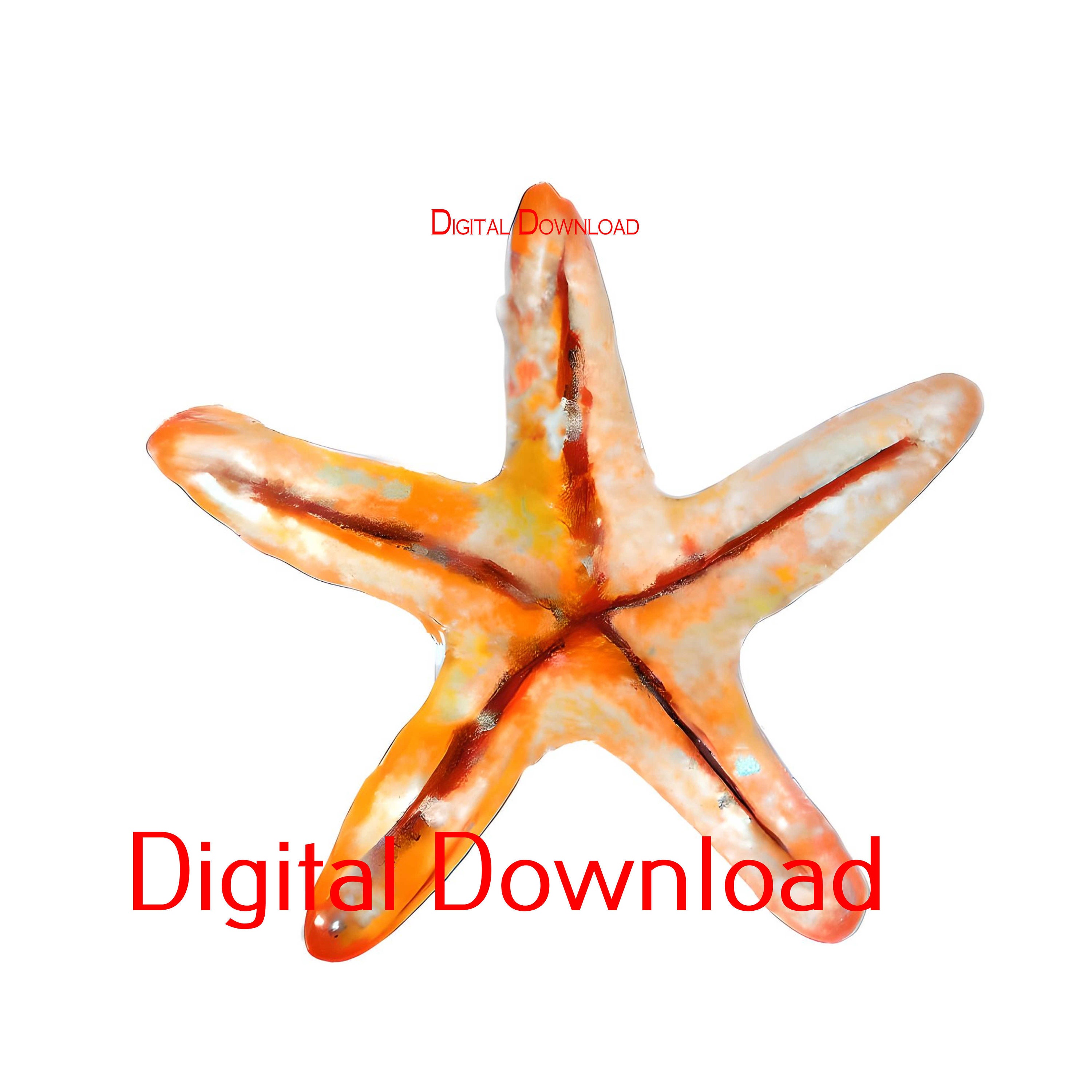 Watercolor Sand Dollar, Starfish and Sea Shell Drawings High Quality ...