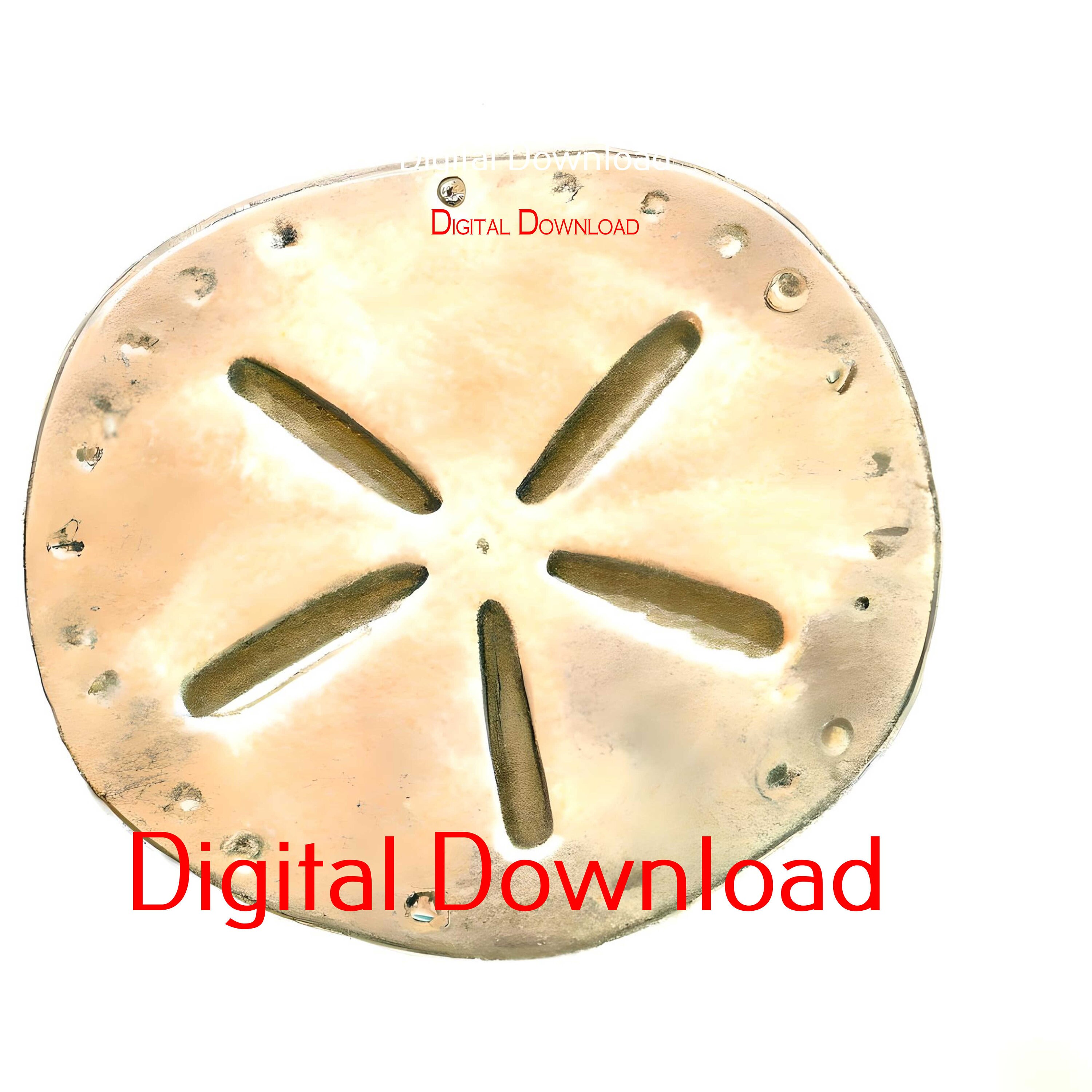Watercolor Sand Dollar, Starfish and Sea Shell Drawings High Quality ...