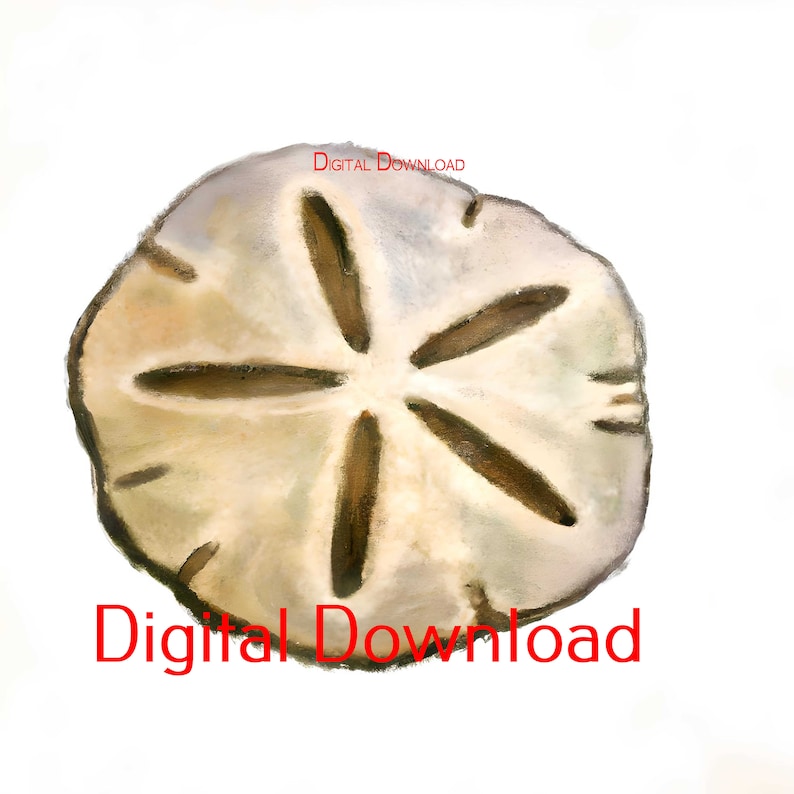 Watercolor Sand Dollar, Starfish and Sea Shell Drawings - High Quality ...