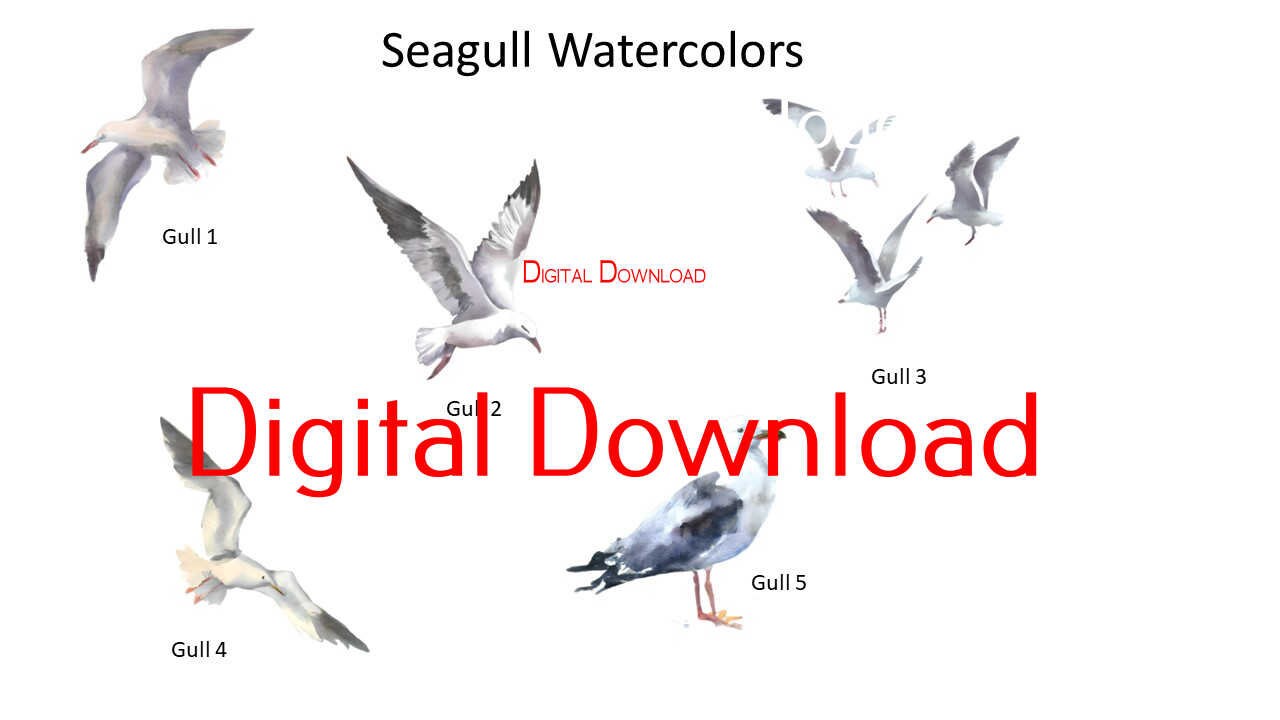 Watercolor Sea Bird Drawings Heron and Seagull - High Quality Digital ...