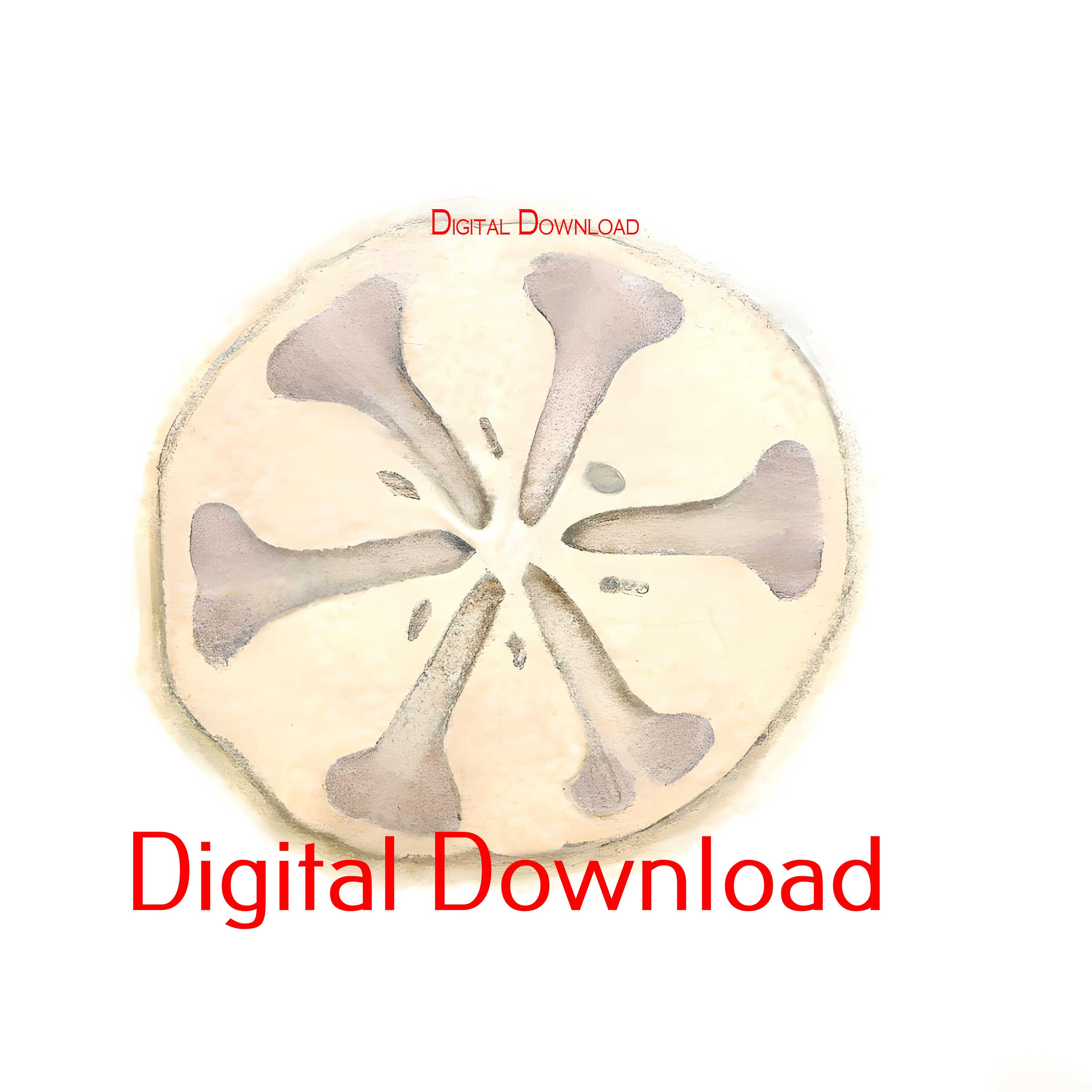 Watercolor Sand Dollar, Starfish and Sea Shell Drawings High Quality ...