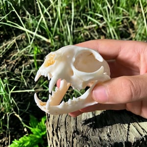 Bobcat Real Taxidermy Skull, Animal Bones for Crafts, Skull Home Decor ...