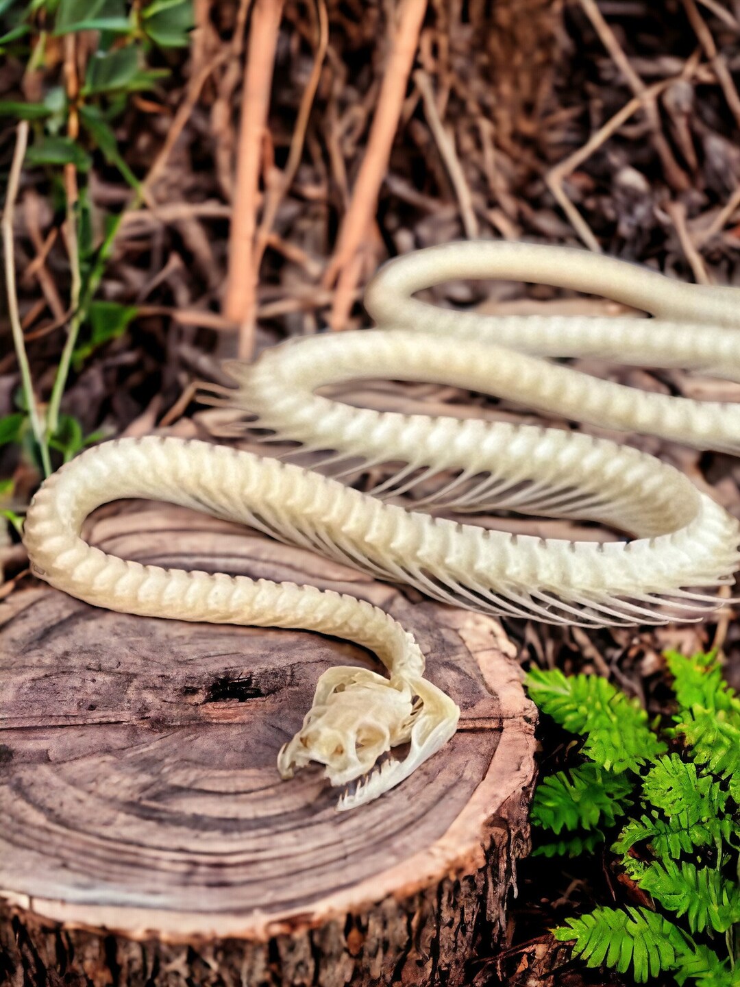 Snake Real Taxidermy Skull, Skull Home Decor, Animal Bones for Crafts ...