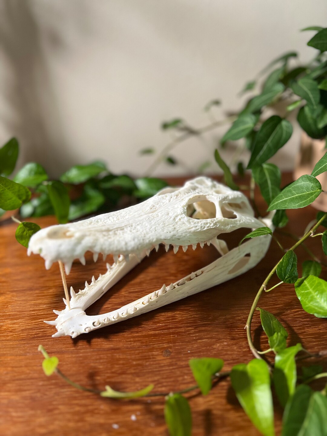 Alligator Real Taxidermy Skull, Animal Bones for Crafts, Home Decor ...