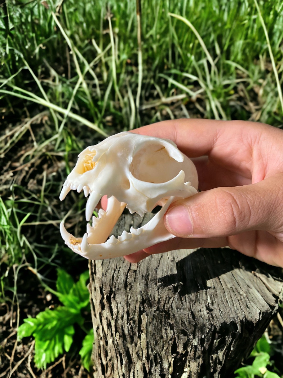 Bobcat Real Taxidermy Skull, Animal Bones for Crafts, Skull Home Decor ...