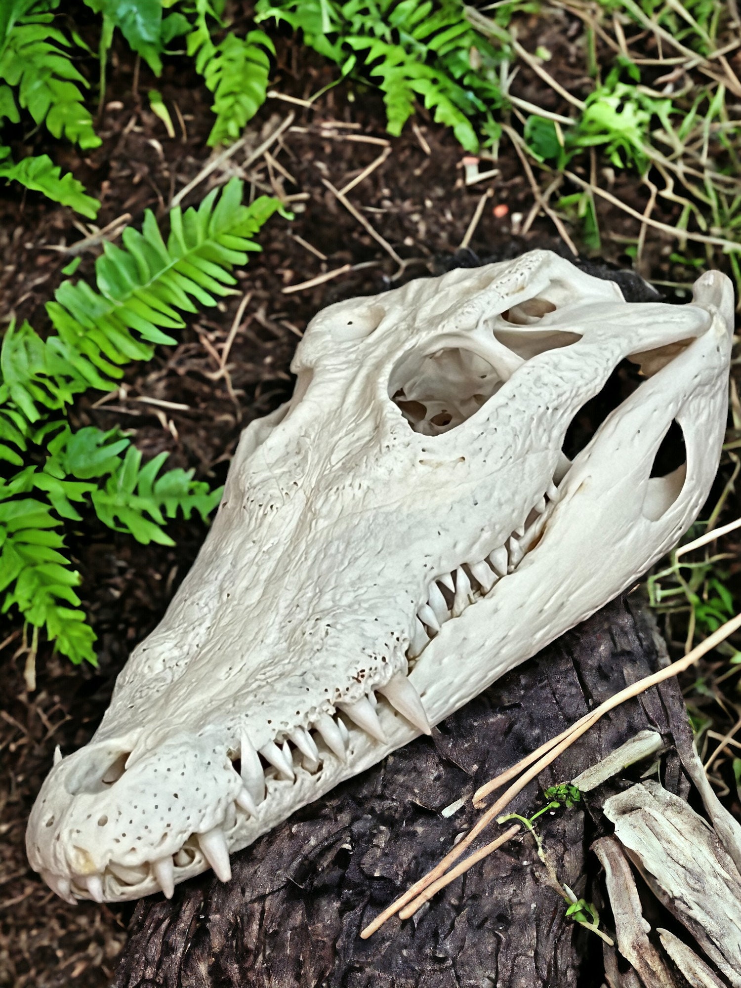 Alligator Real Taxidermy Skull, Animal Bones for Crafts, Home Decor ...
