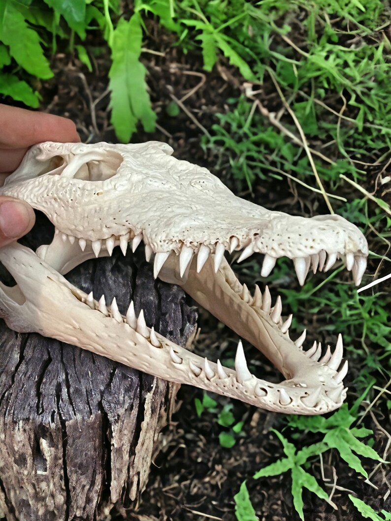Alligator Real Taxidermy Skull, Animal Bones for Crafts, Home Decor ...